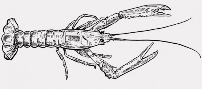 Scampi | Iceland PelagicIceland Pelagic