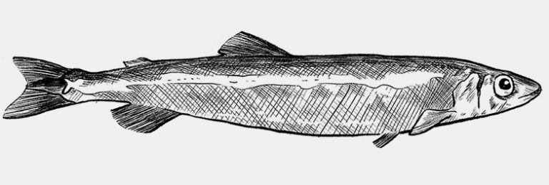 Capelin | Iceland PelagicIceland Pelagic